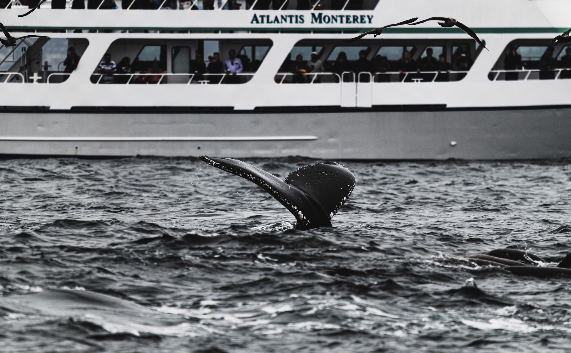 12 Things To Do In Monterey: Complete Guide To Marine Life, Tidepools ...