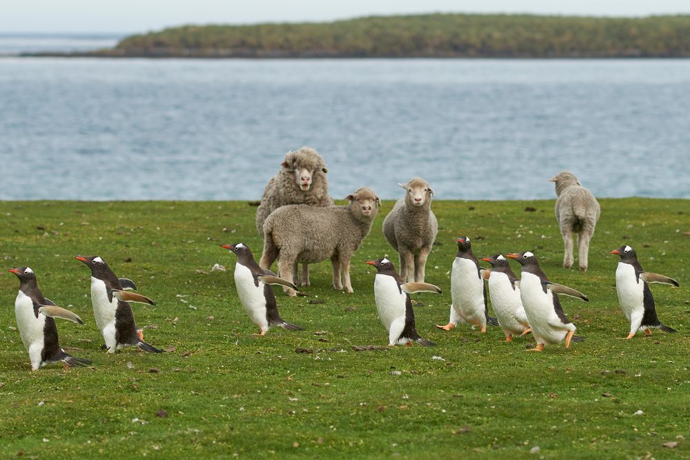 As Many As A Million Penguins Nest On The Falkland Islands (& How To ...