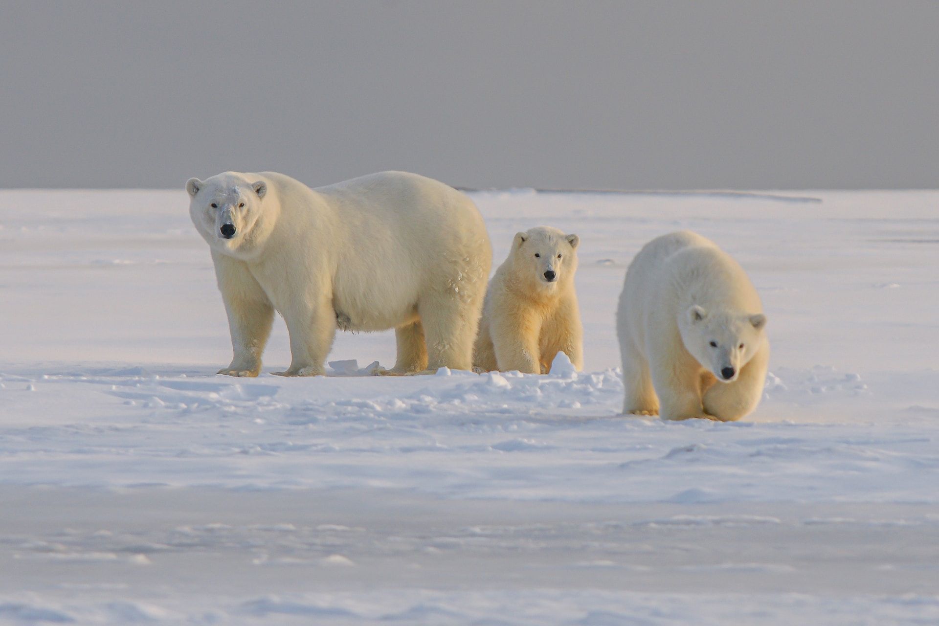 These Are The 10 Largest Islands Of Canada's High Arctic Archipelago