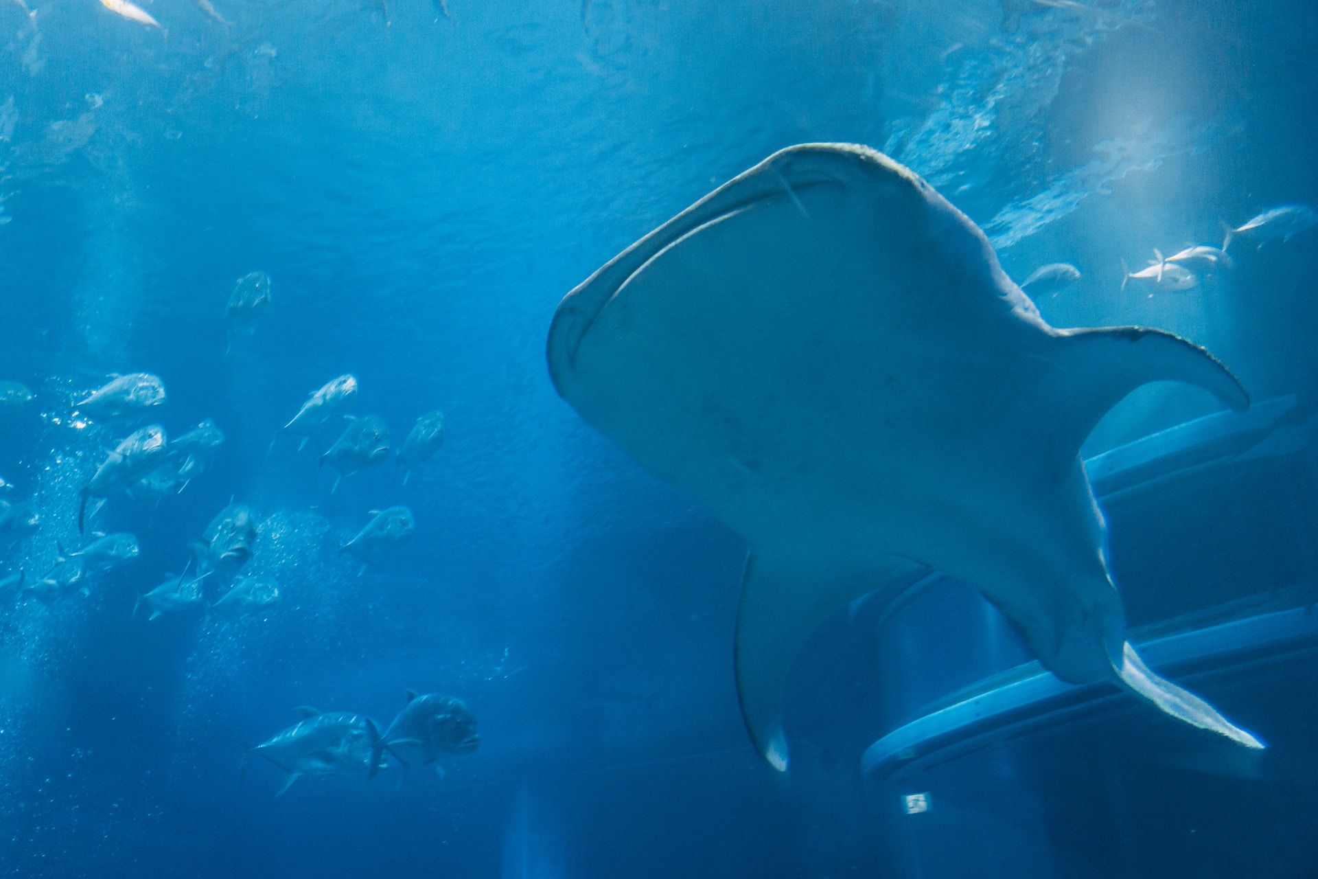 Jawsome Extravaganza: 10 Thrilling Shark Week Experiences You Should Try
