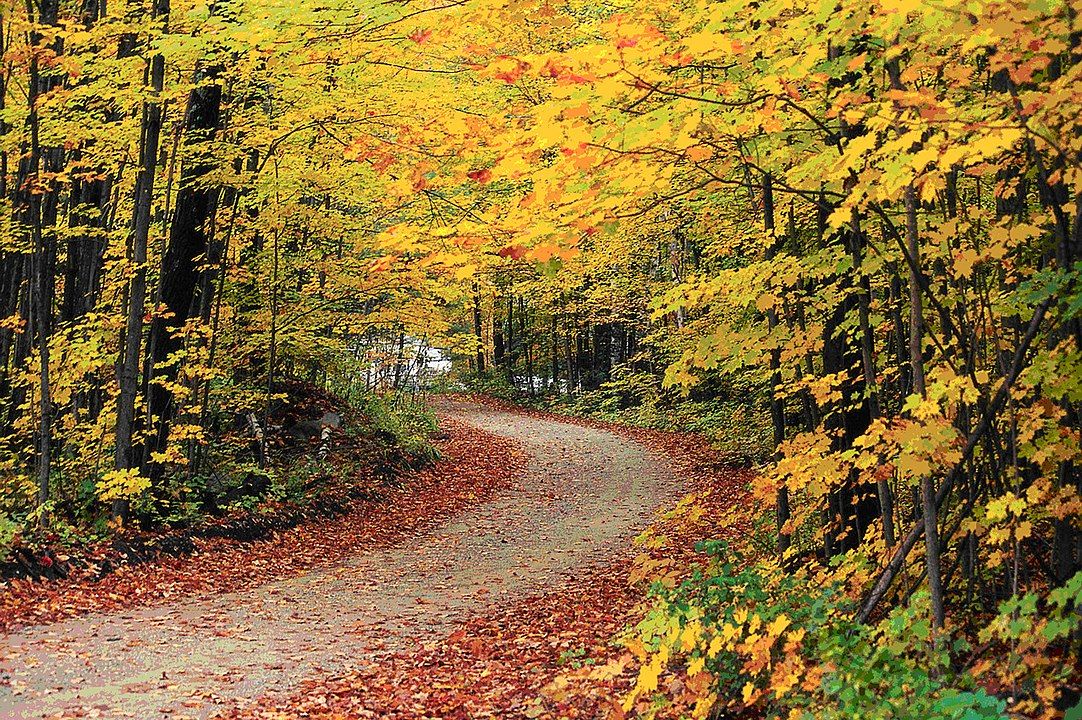 10 Most Beautiful Fall Foliage Road Trips You Can Take In Autumn