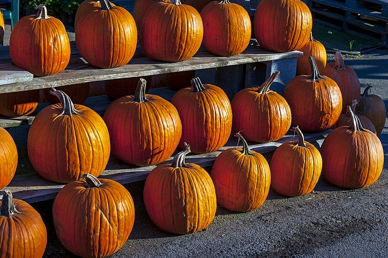 10 Bucket List Ways To Enjoy Autumn In New York