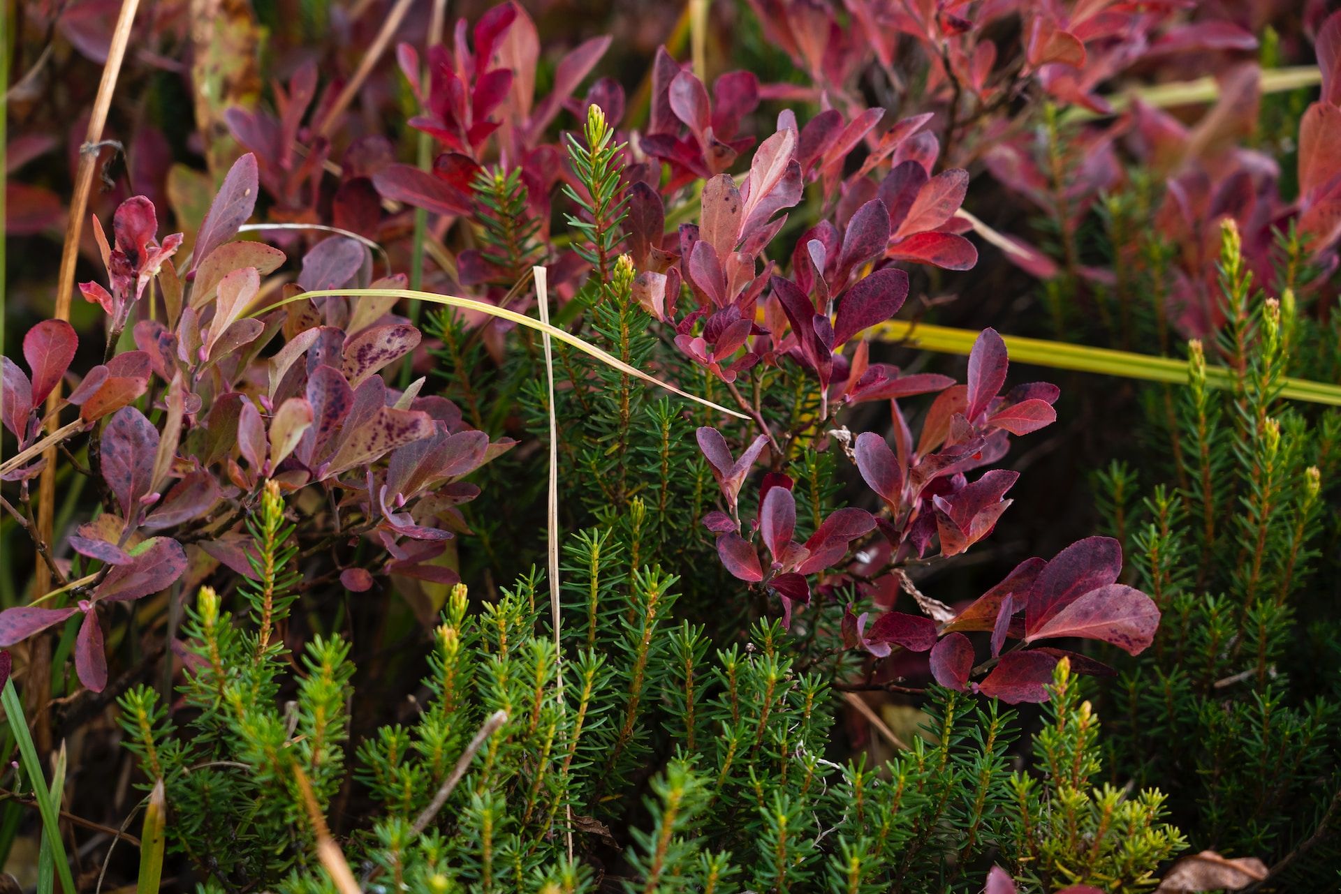 From Wildflowers To Crisp Leaves: 10 Mount Rainier Hikes That Show Off ...