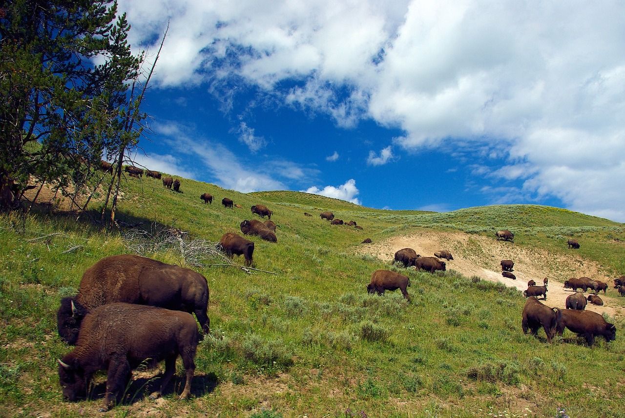 These Are 10 Places To See American Bison Roaming In The Wild