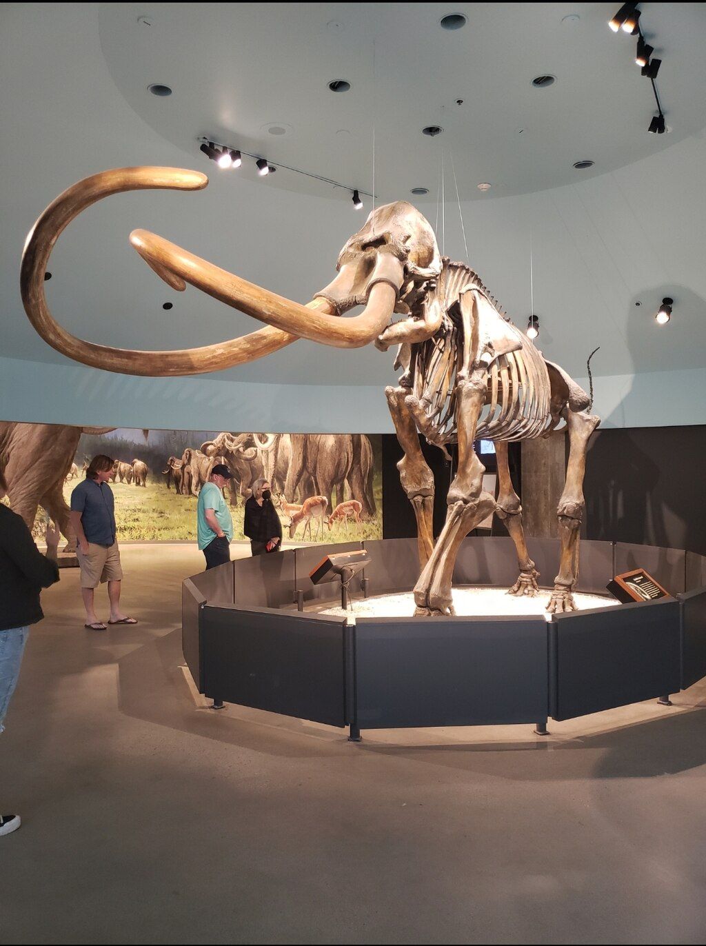 These Are 10 Of The Most Fascinating Animals Found At The La Brea Tar ...