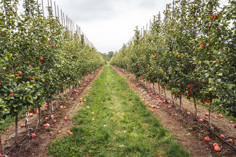 10 Of The Best Places To Go Apple Picking In The U.S. This Season