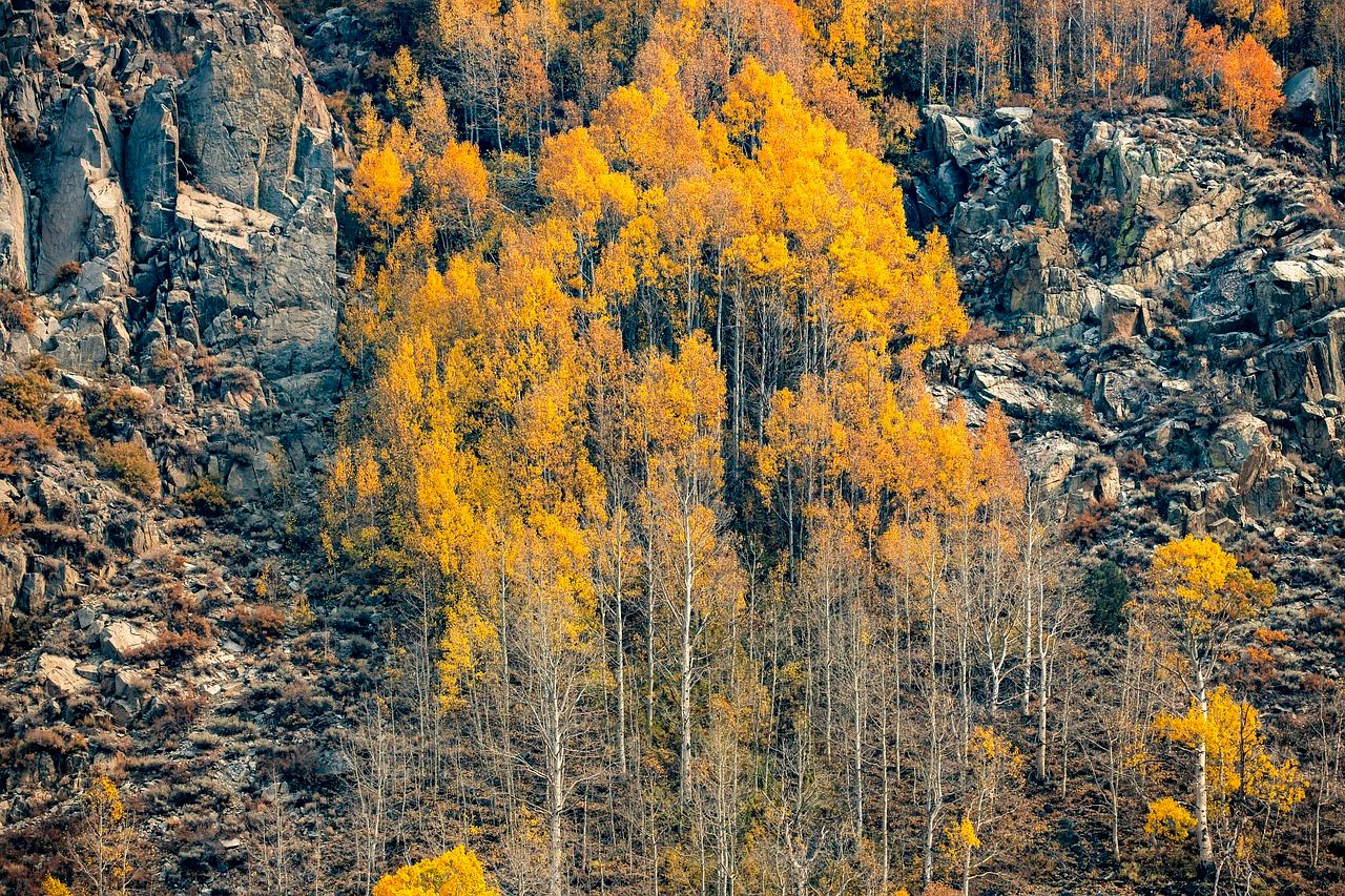 10 Scenic Drives That Show Off The Best Fall Foliage On The West Coast