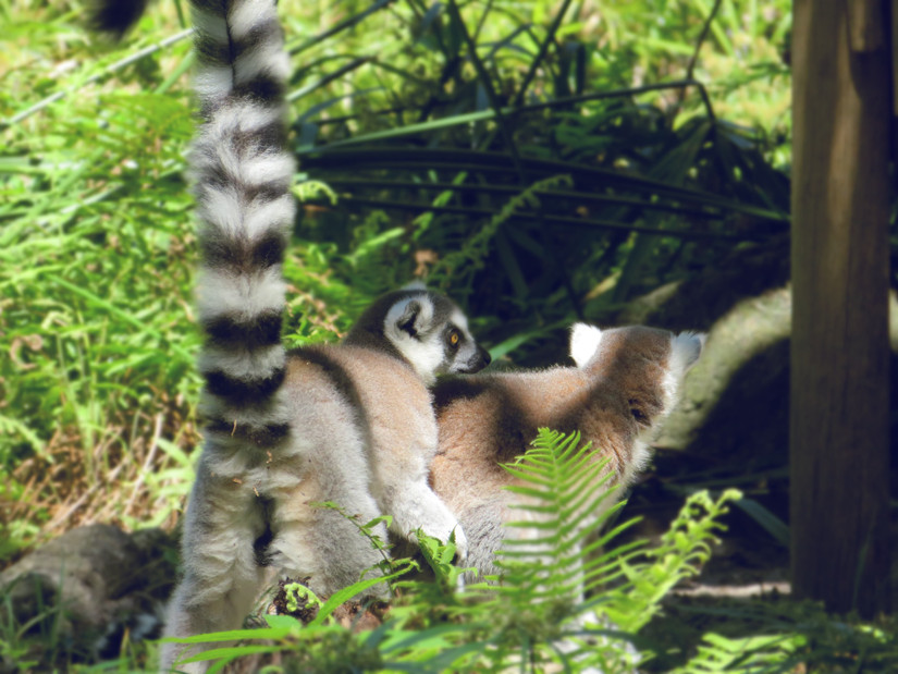14 Destinations Where You Can Get Up Close & Personal With Wildlife