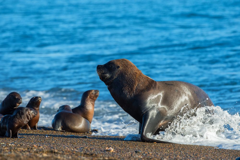 10 Things To Do In Patagonia: Complete Guide To This Thrill-Seeker's ...