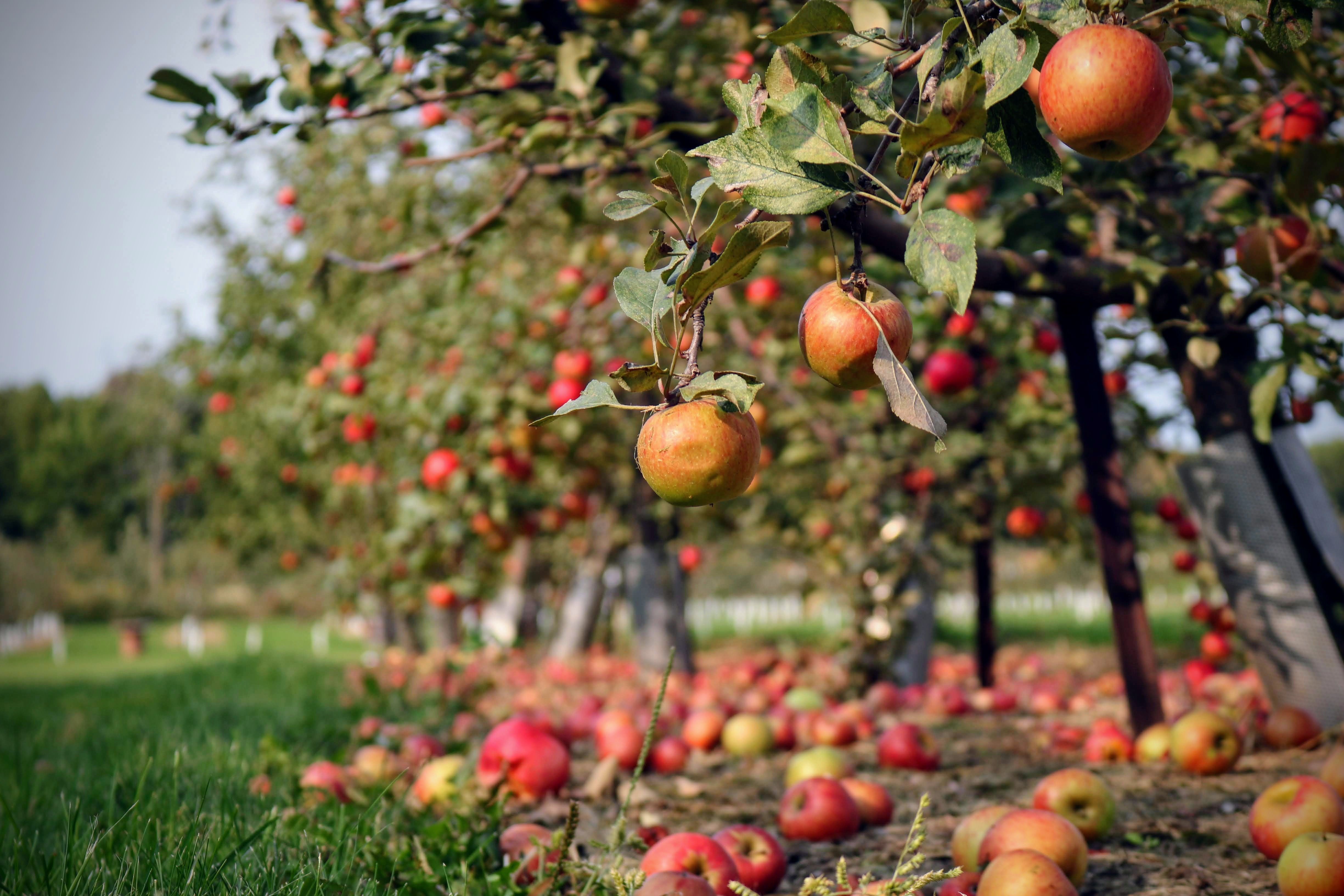 10 Most Beautiful Apple Orchards To Visit In The Northeast During The Fall