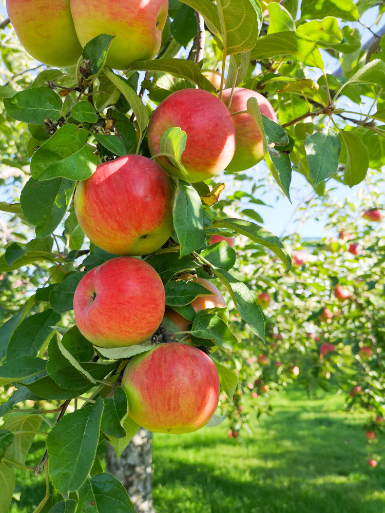 10 Of The Best Places To Go Apple Picking In The U.S. This Season