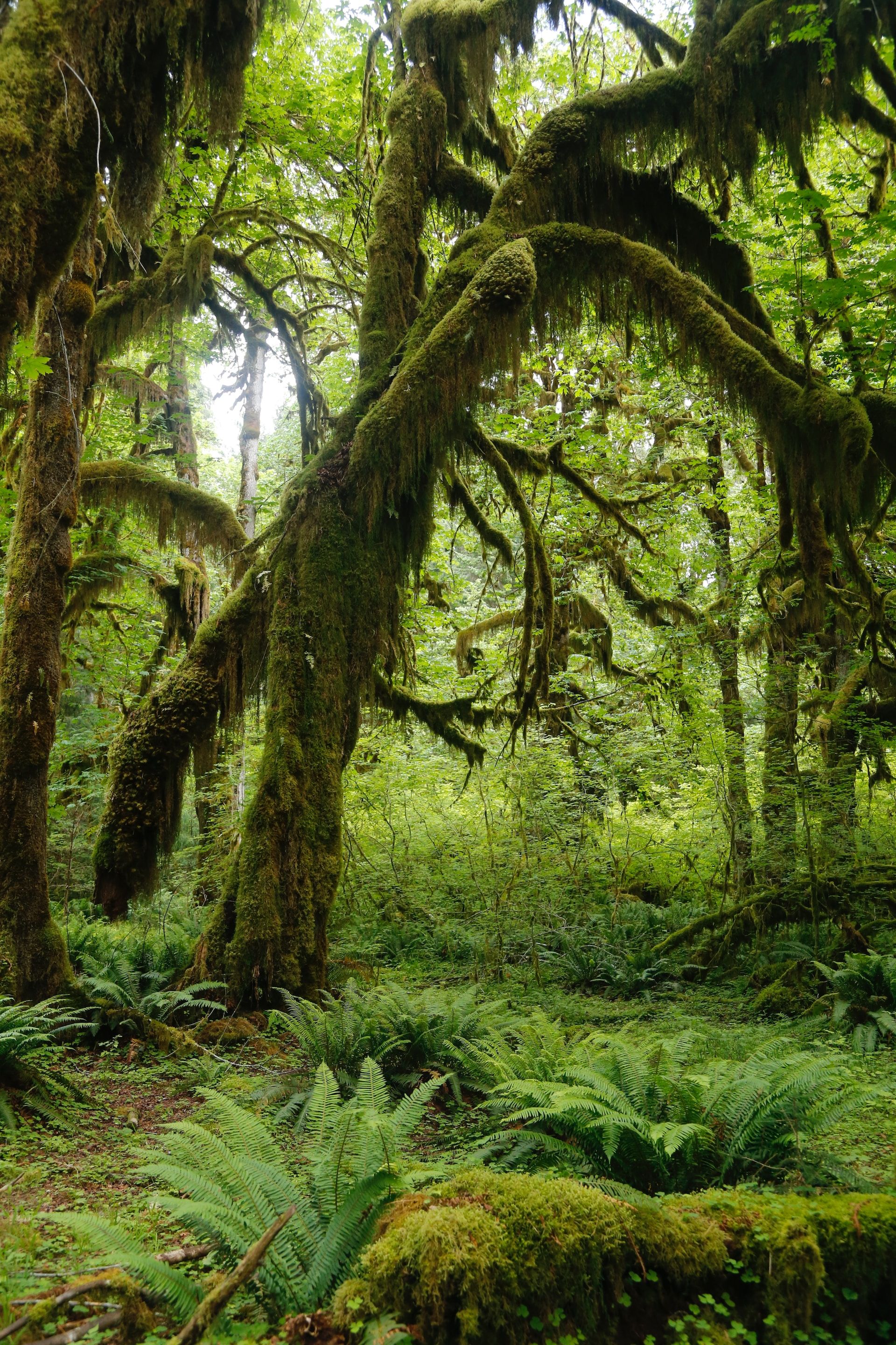 10 Activities To Take Up In Olympic National Park In The Fall