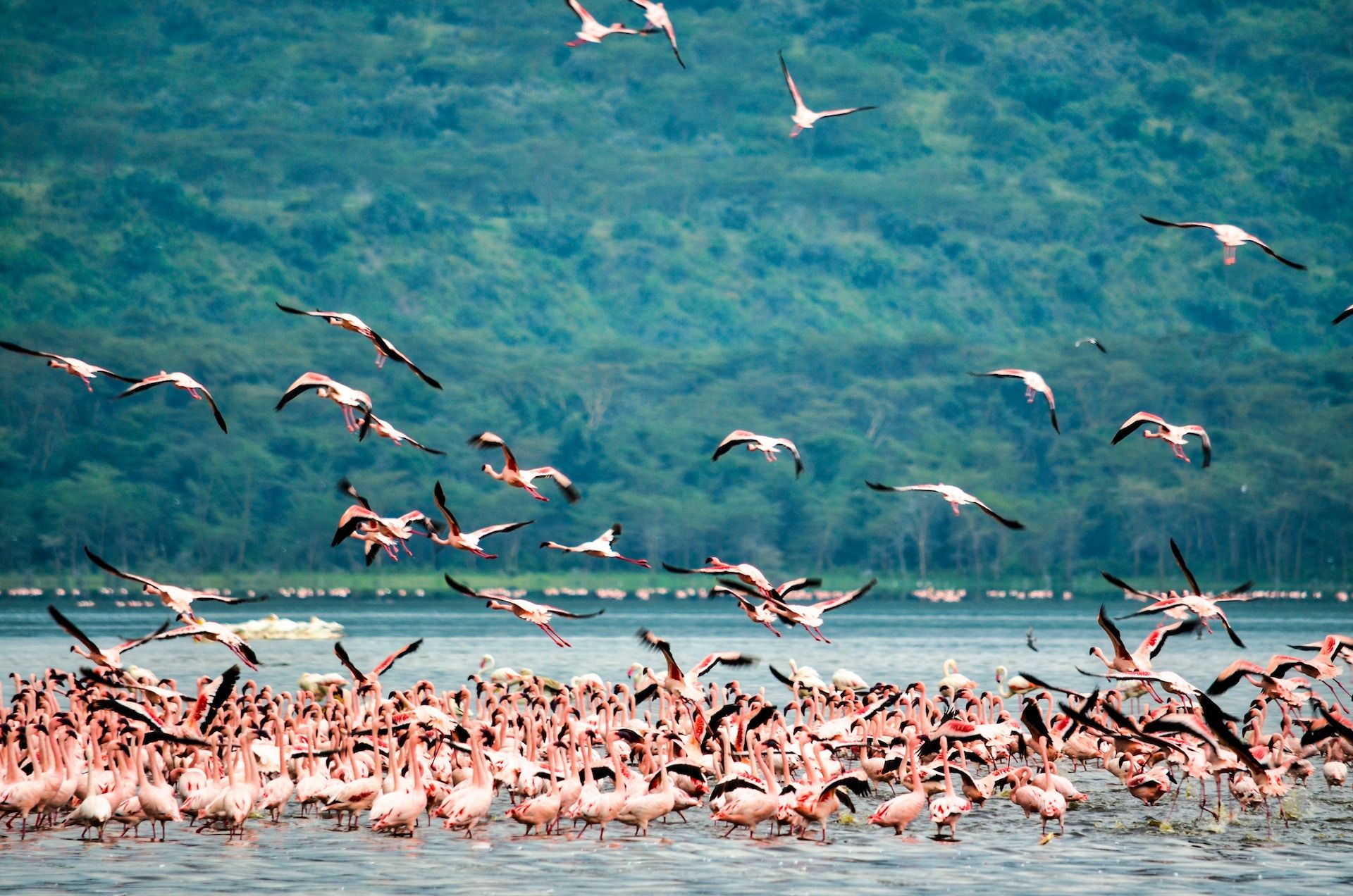 10 Best Countries Where You Can Spot Flamingos