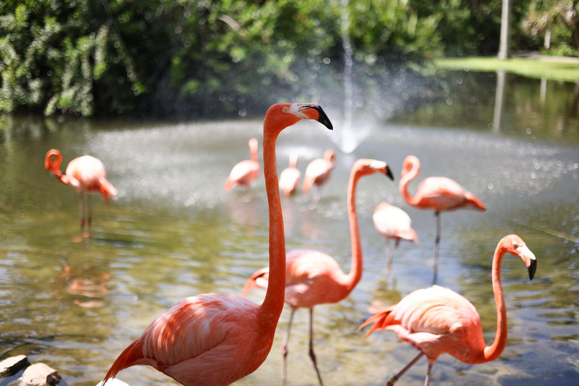 10 Best Countries Where You Can Spot Flamingos