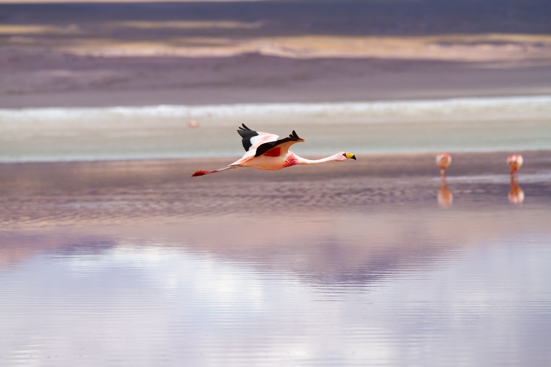 10 Best Countries Where You Can Spot Flamingos