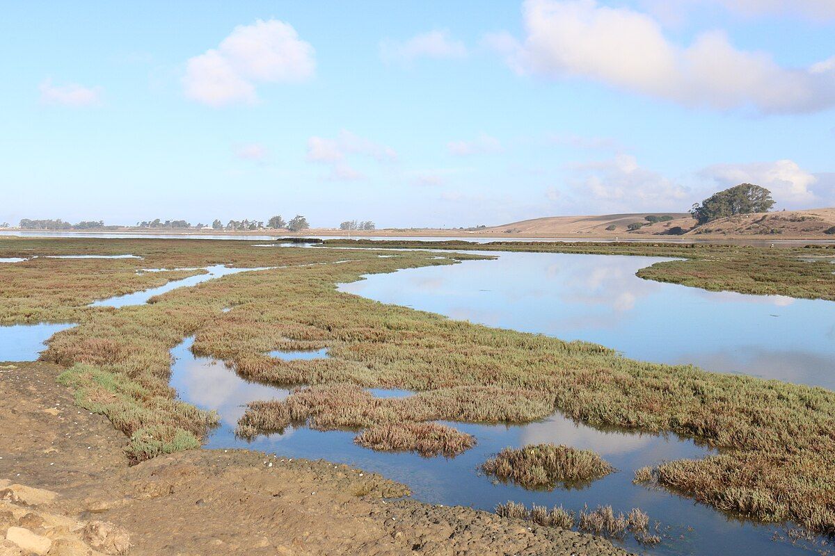 10 Scenic Eco-Friendly Tours You Can Take In Monterey