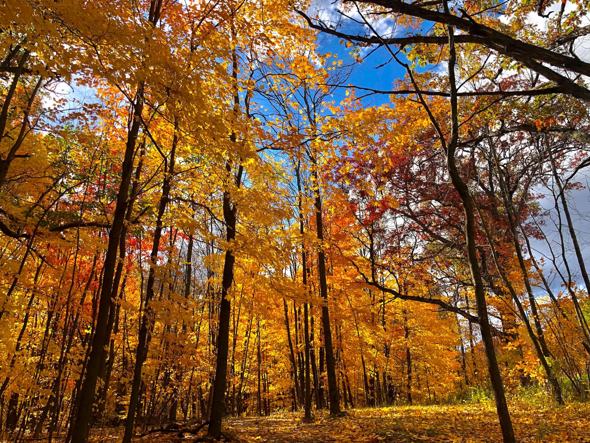 Fall Is Underrated In Wisconsin: 10 Scenic Places To See Fall Foliage