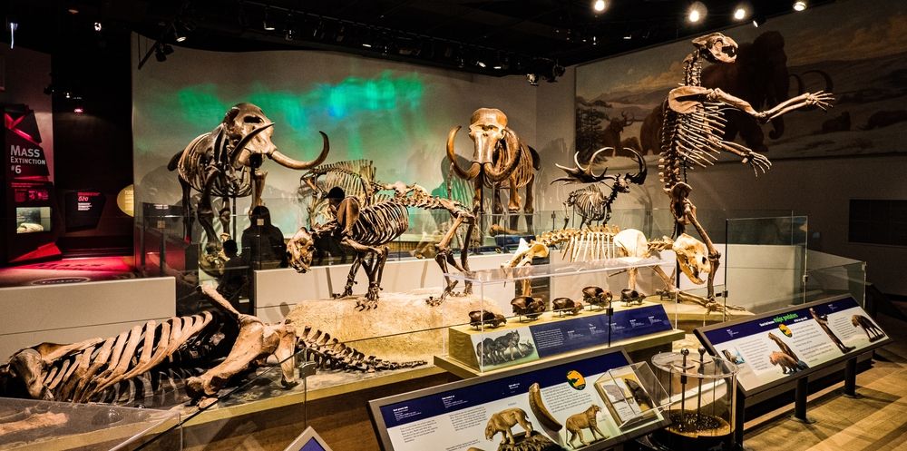 These Are 10 Of The Most Fascinating Animals Found At The La Brea Tar ...