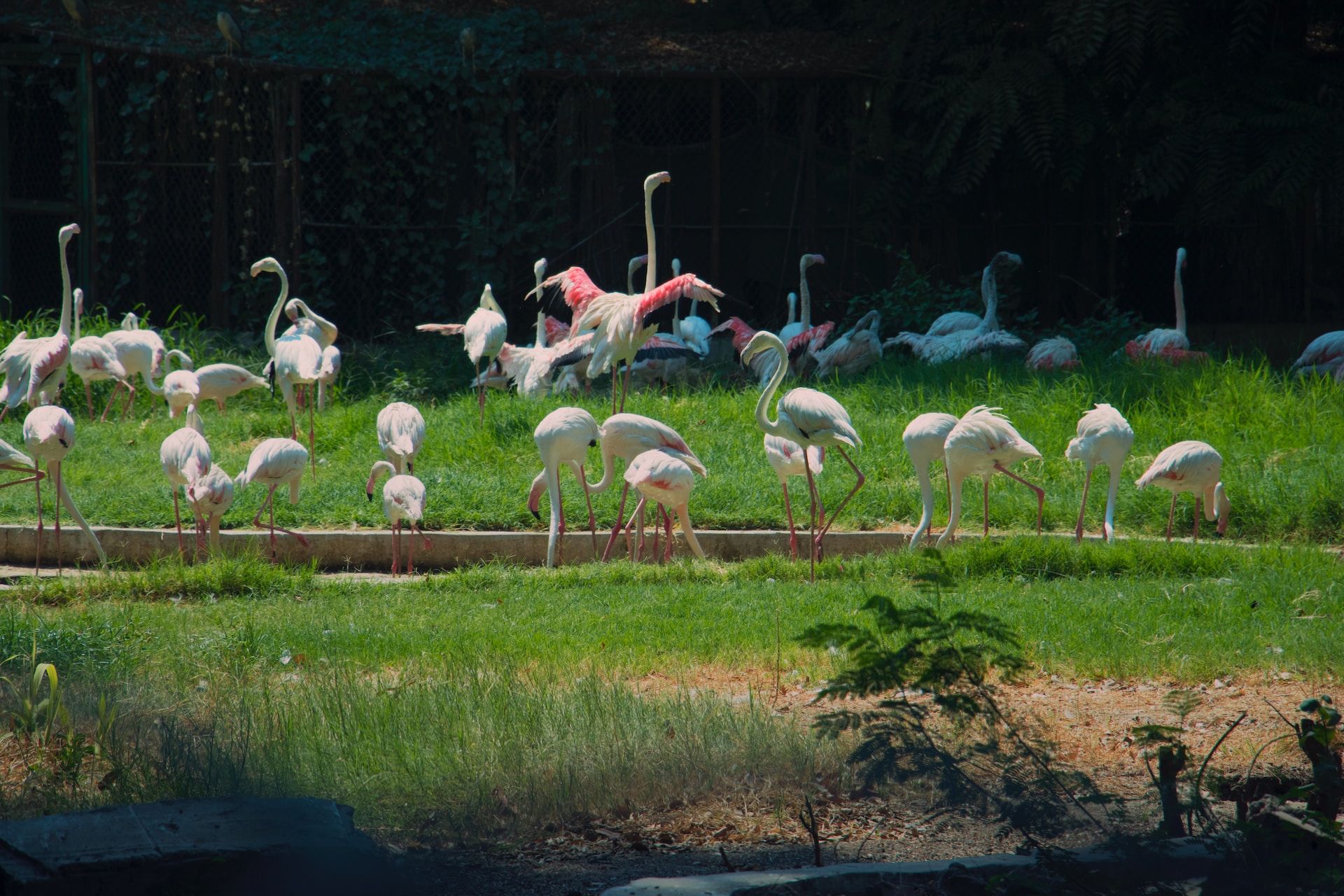 10 Best Countries Where You Can Spot Flamingos