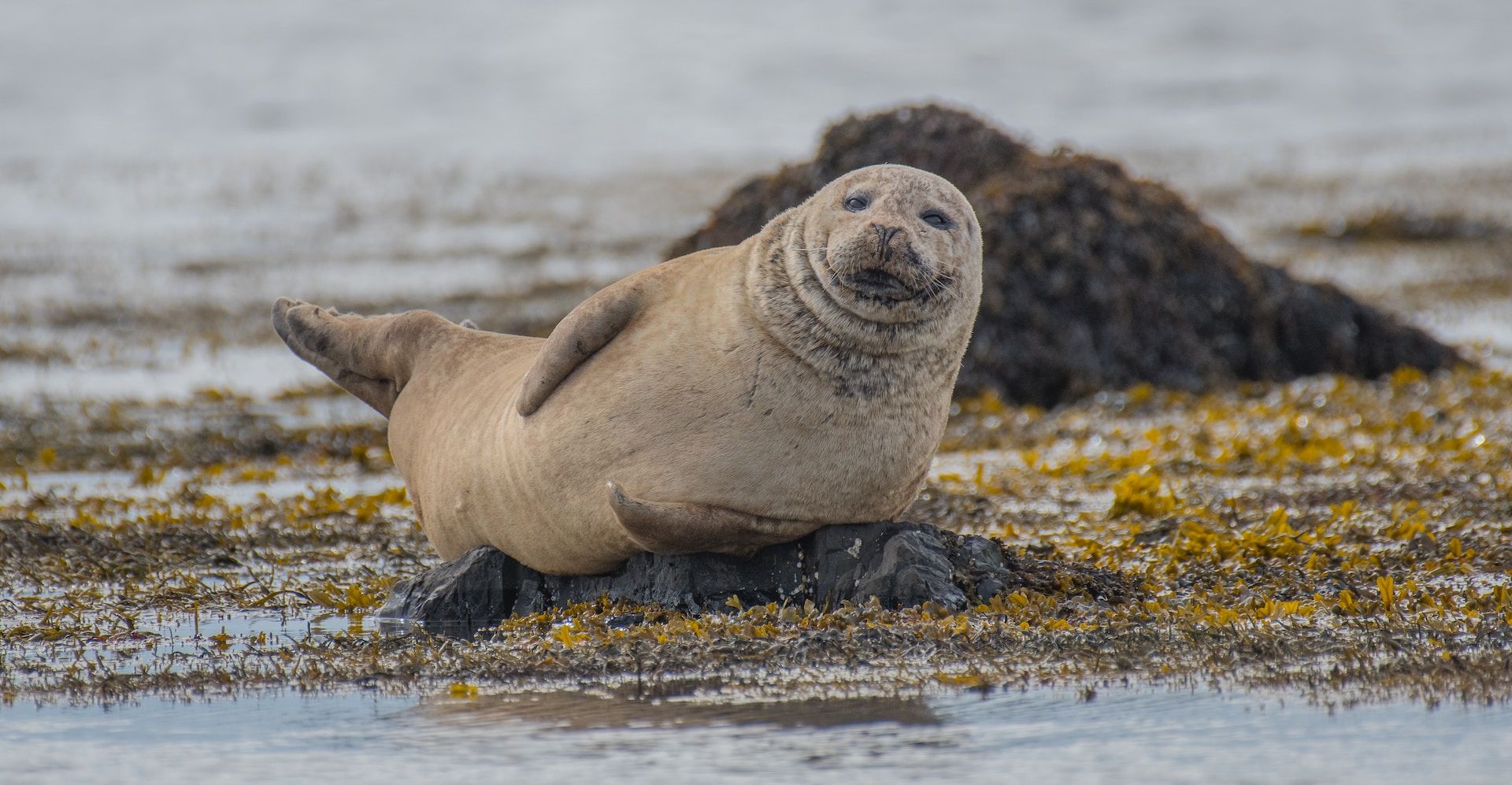 10 Places Where You Can See The Unique Wildlife Of Iceland