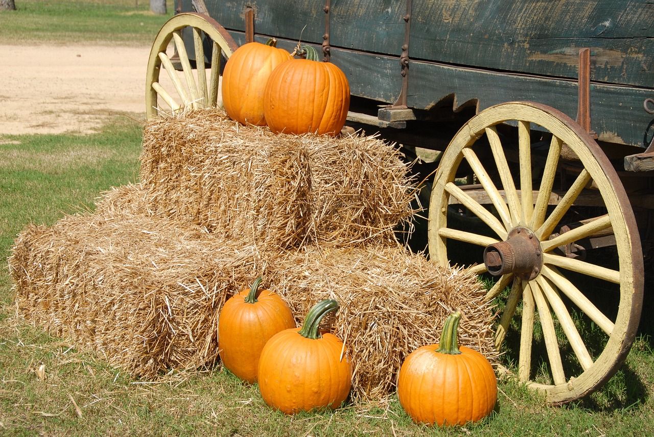 10 Best & Biggest Pumpkin Patches In Ohio