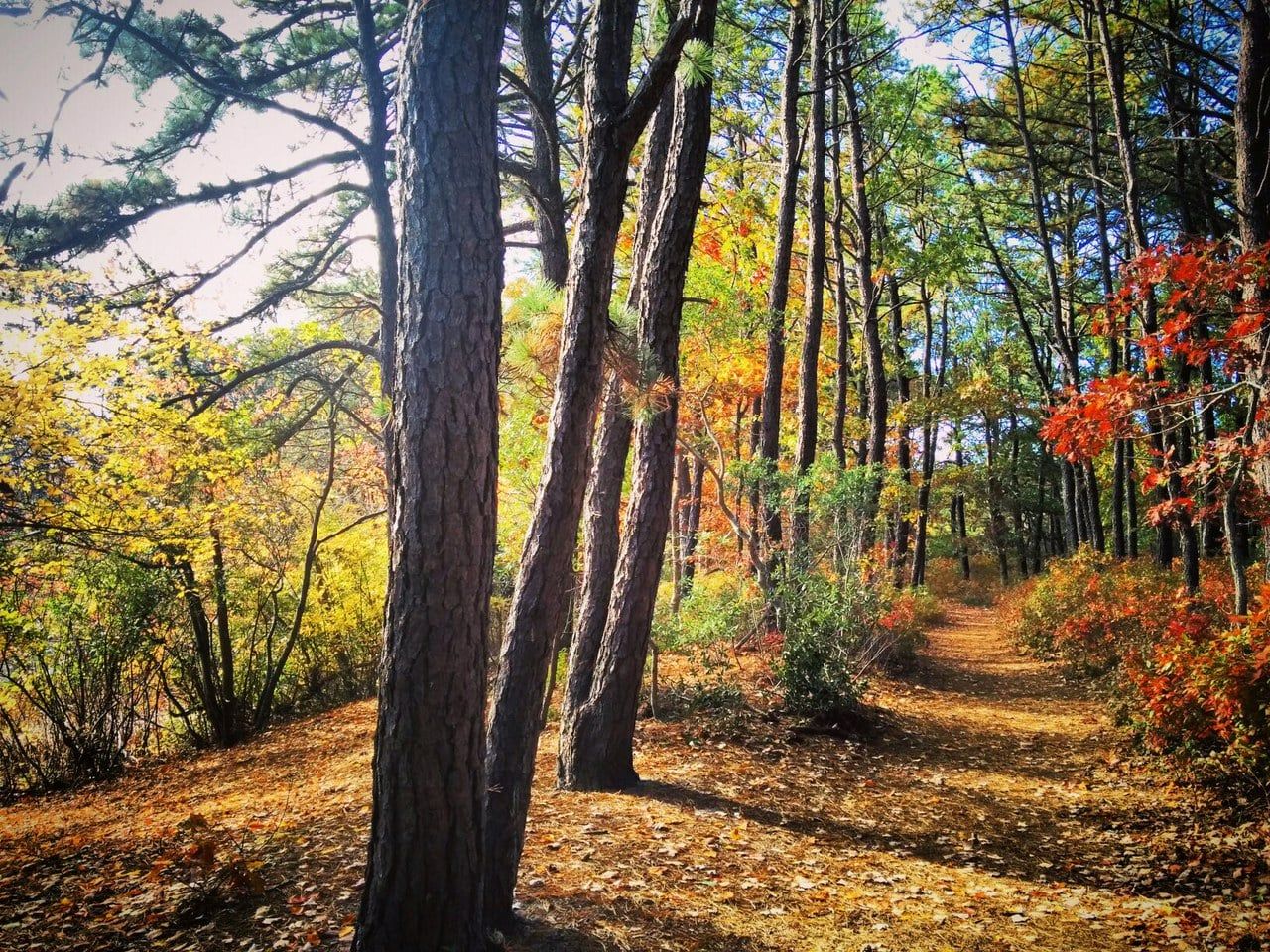 Long Island Leaf Peepers: A Guide To Long Island's Fall Foliage
