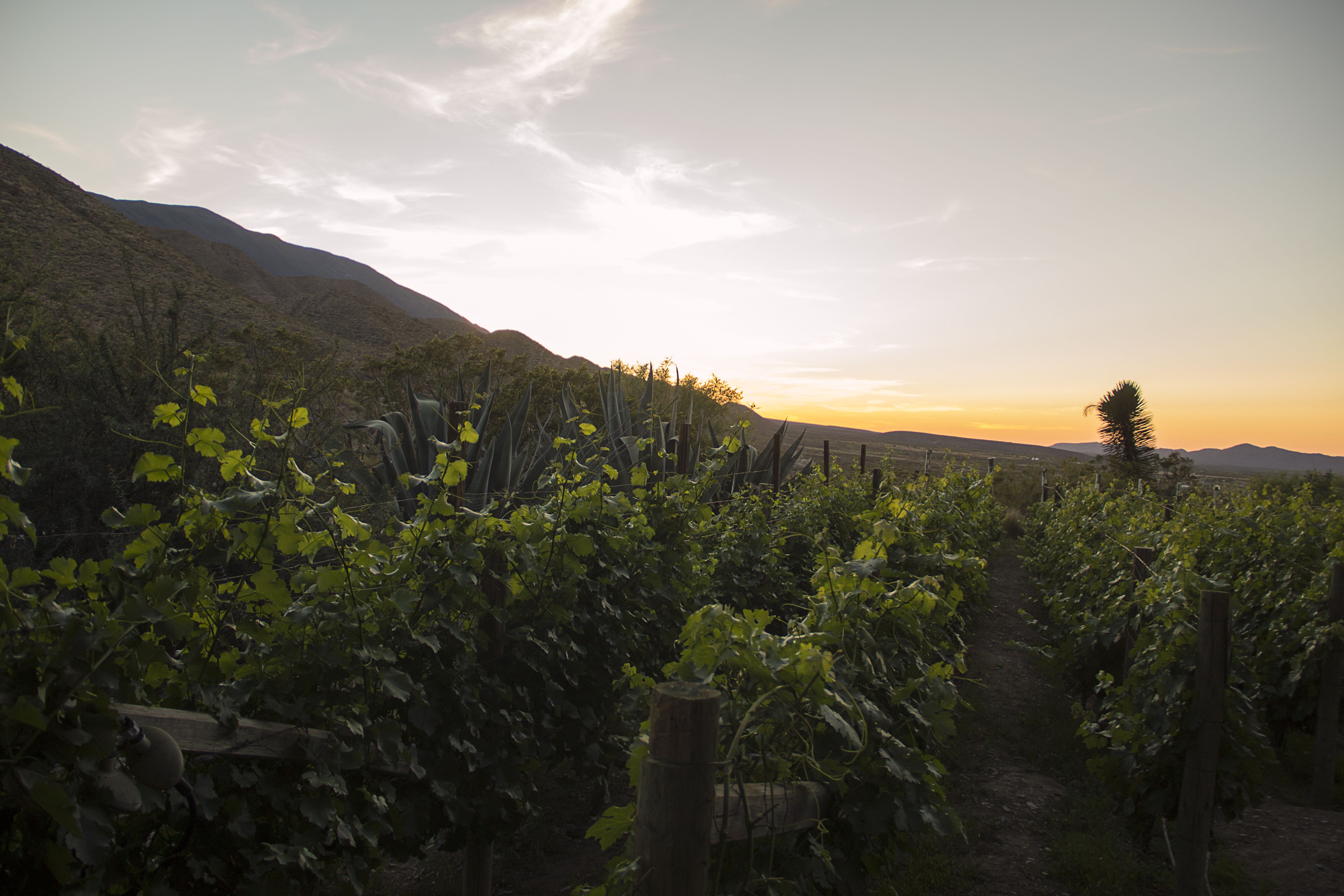 10 Best Wine Regions Perfect For Retirement