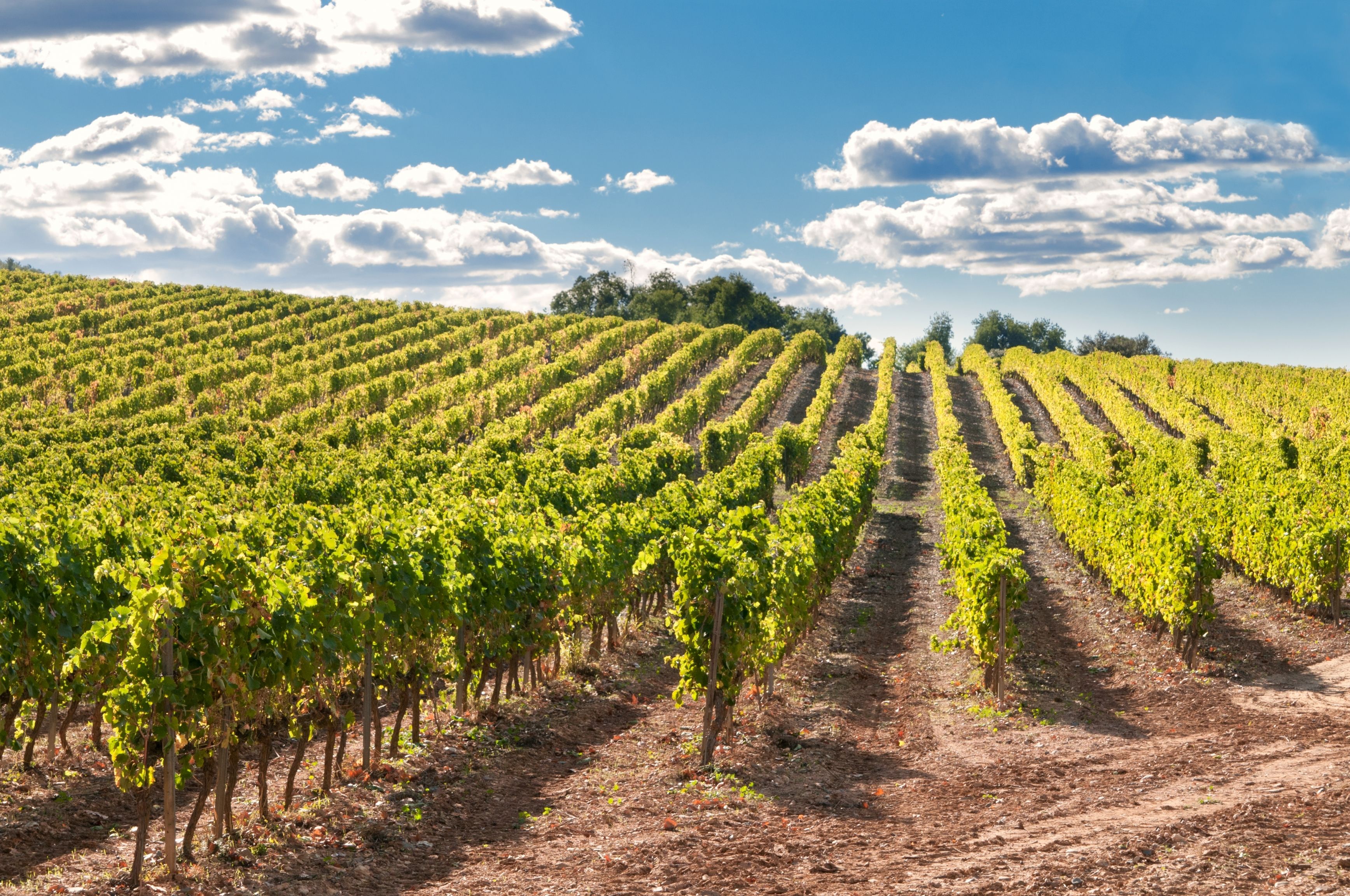 10 Best Wine Regions Perfect For Retirement