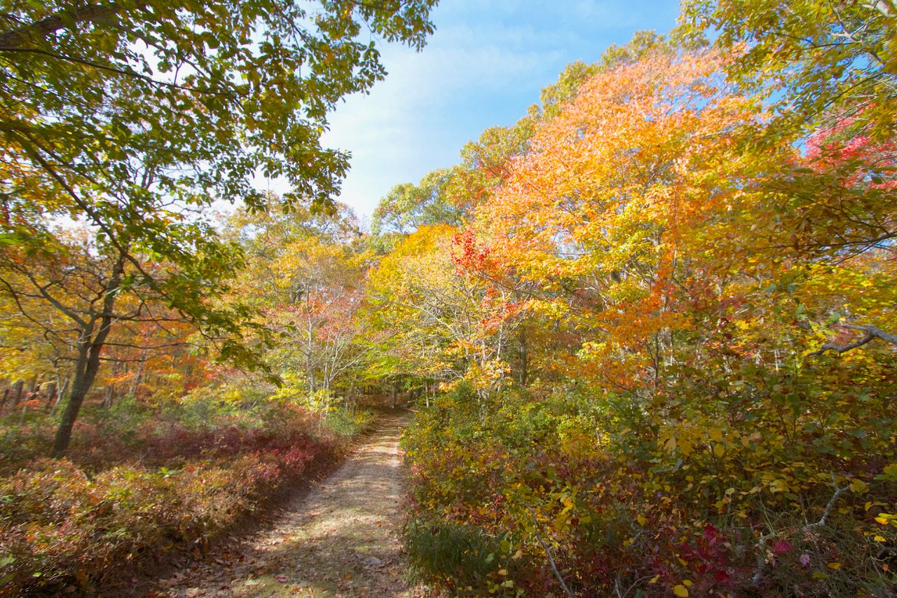 Long Island Leaf Peepers: A Guide To Long Island's Fall Foliage