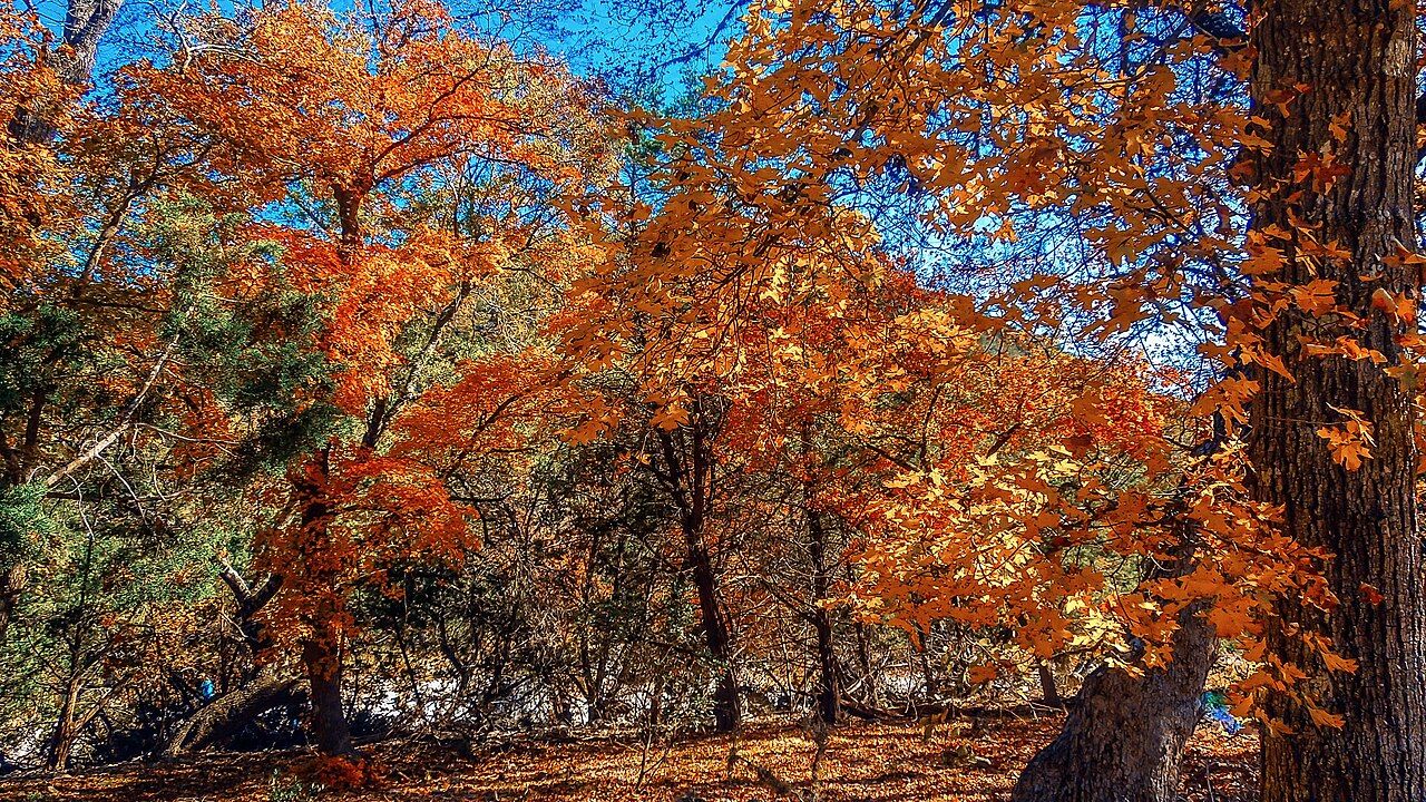 Finding Fall Foliage In Texas: 10 Insanely Beautiful Spots To Watch The ...