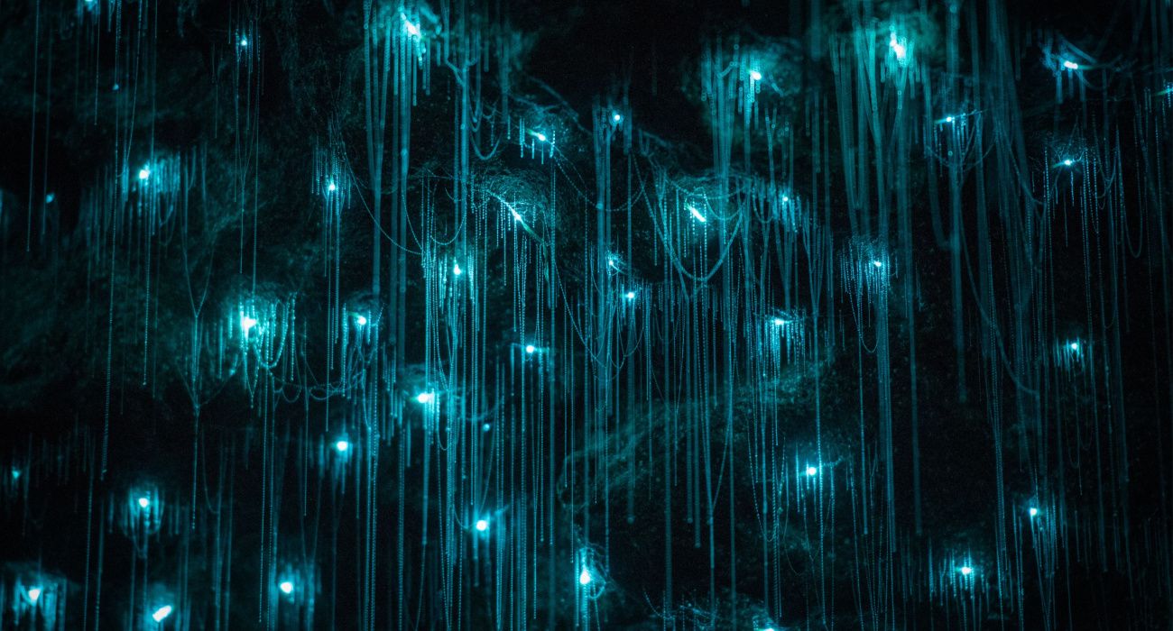 Star Light Star Bright: Visit The Glowworm Caves Of New Zealand Lit Up ... Star Light Star Bright: Visit The Glowworm Caves Of New Zealand Lit Up ...