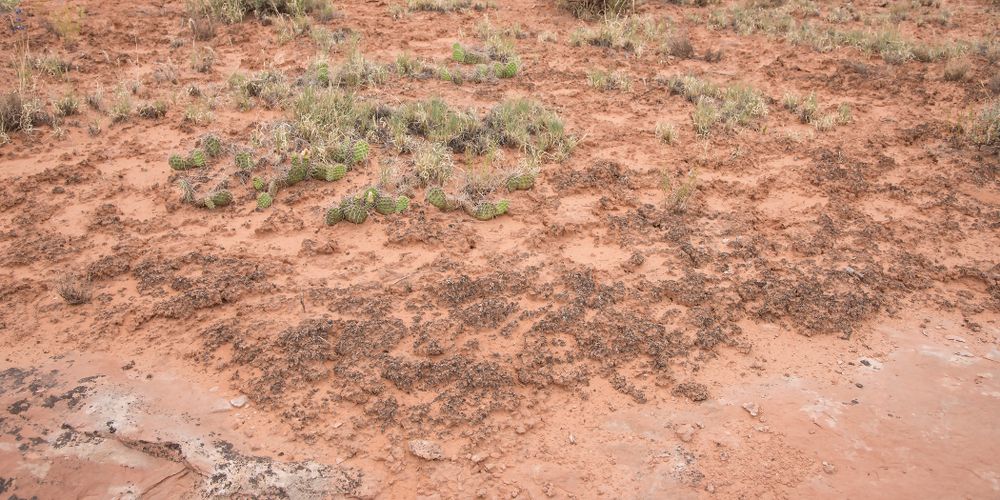 See Biological Soil Crust In Utah's National Parks: Living Soils Are ...