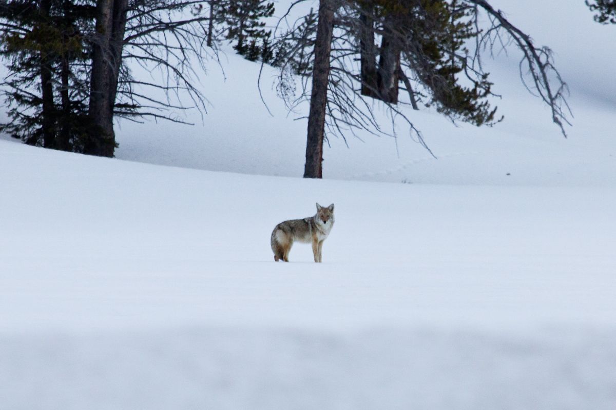 10 Things To Do In Big Sky: Complete Guide To Montana's Most Beautiful ...