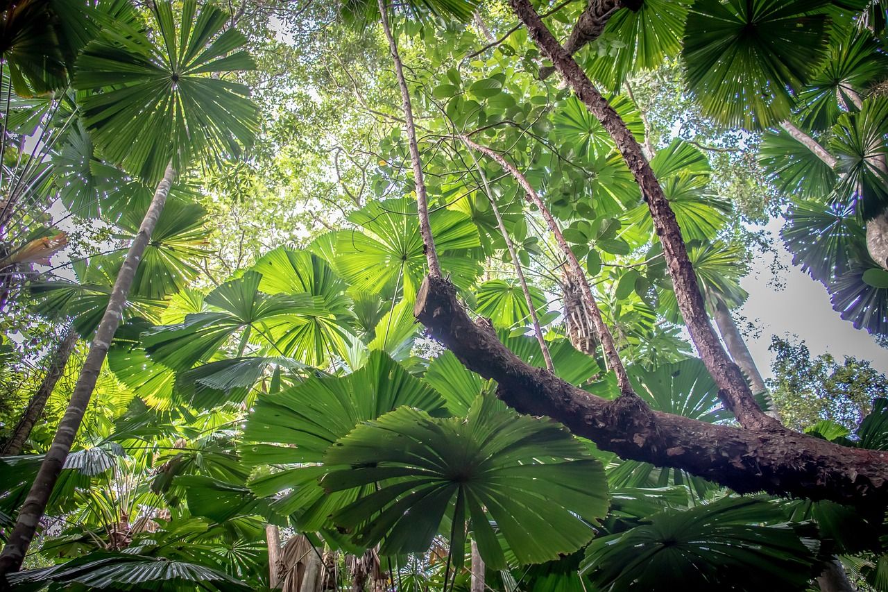 10 Incredible Facts About The Daintree Rainforest You Should Know