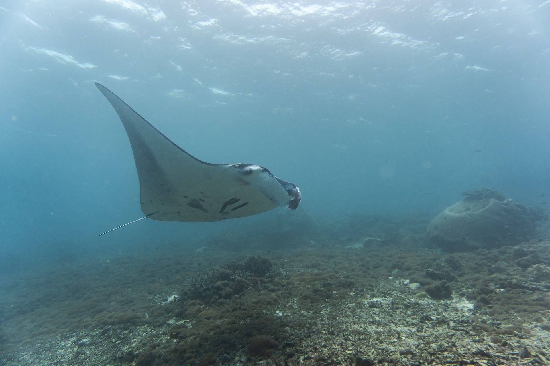 10 Best Scuba Diving Resorts In The World For An Aquatic Adventure Of A ...