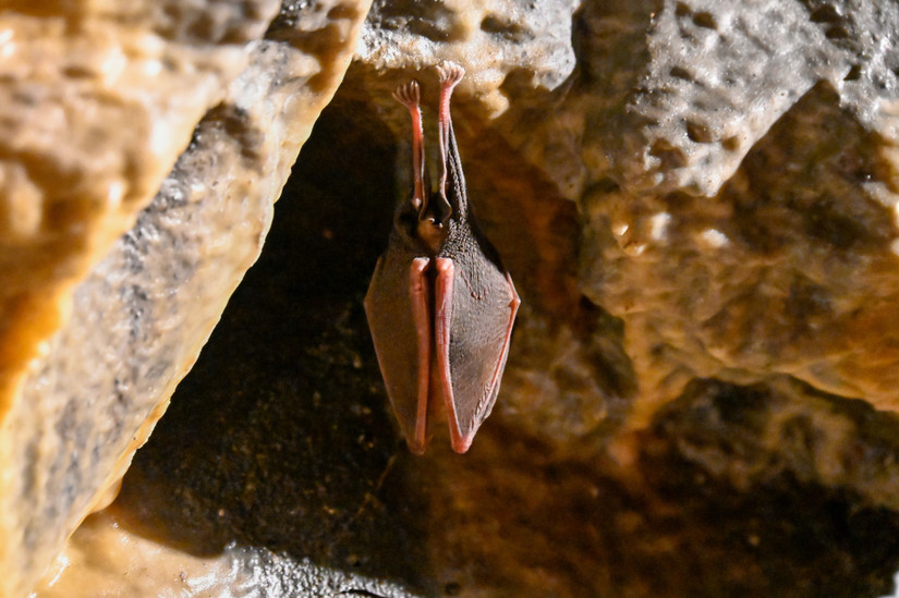 Wyandotte Caves: Tour These Ancient Caves Mined By Native Americans For ...