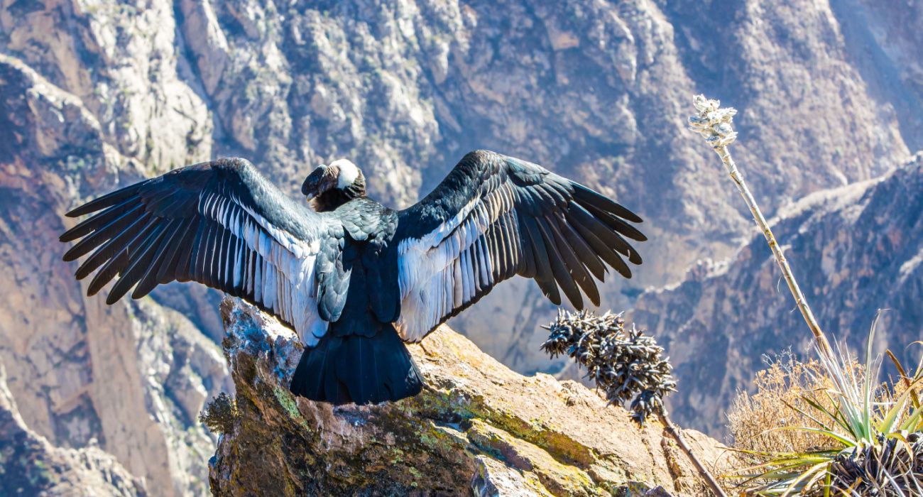 One Ages-Old Mystery Still Baffles Inca Researchers