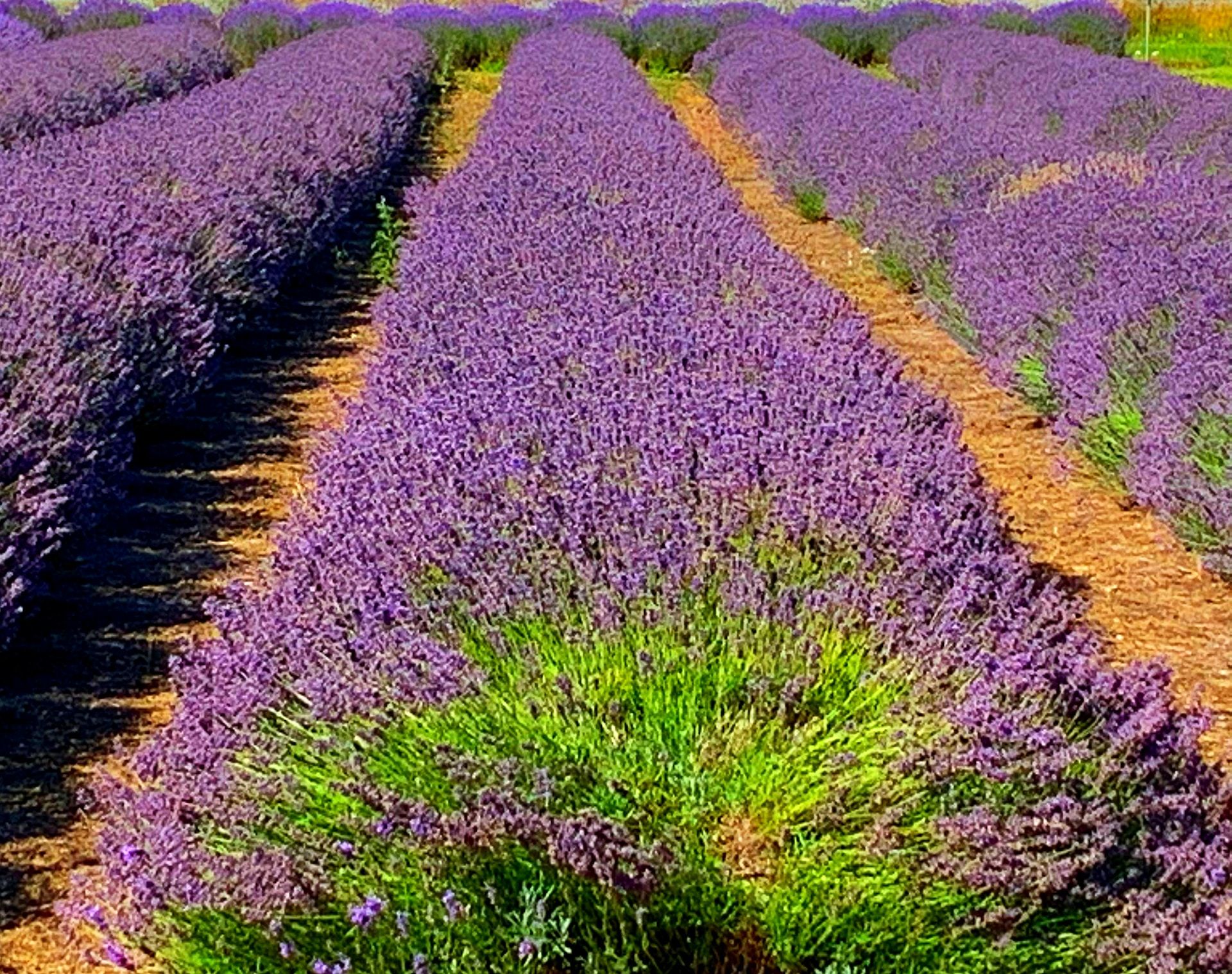 These Are The Most Unique Small Towns To Visit In Washington