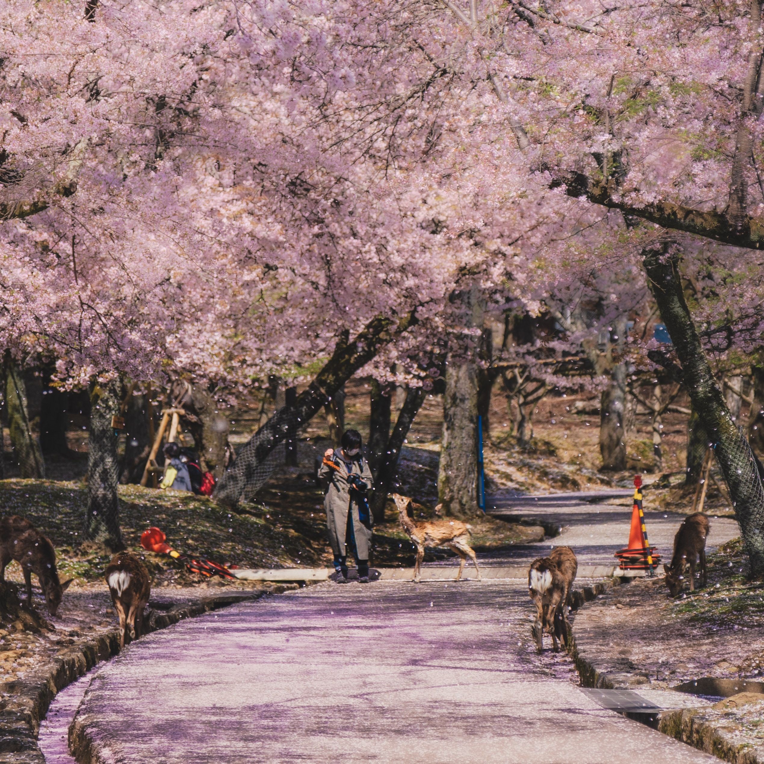 Explore One Of The Most Historic Cities In Japan: Top 10 Things To Do ...