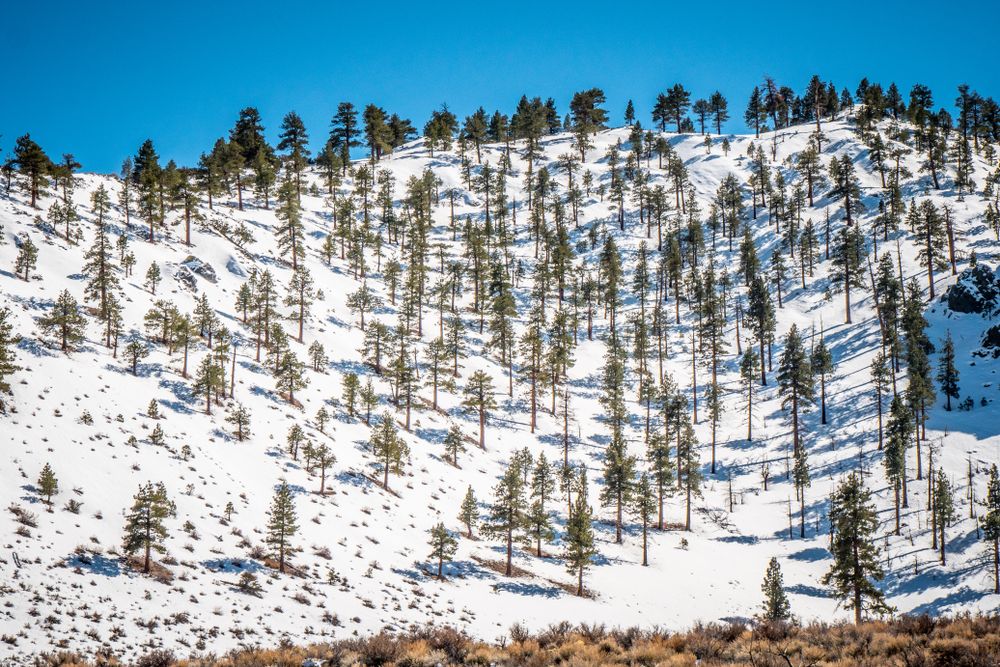 10 Destinations In The U.S. Where You Can Count On It Snowing While On ...