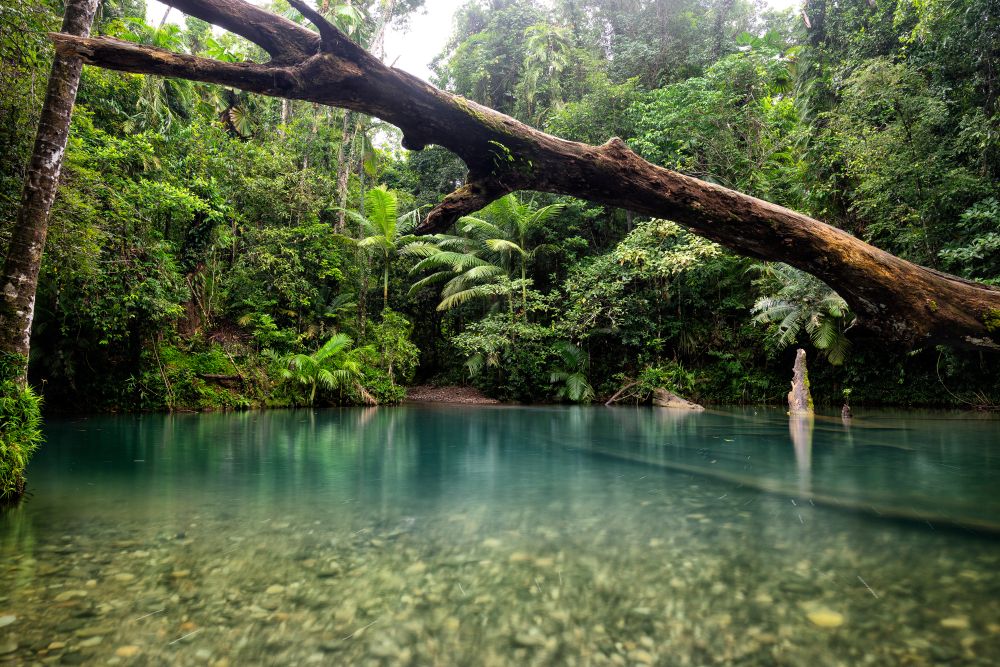 10 Incredible Facts About The Daintree Rainforest You Should Know