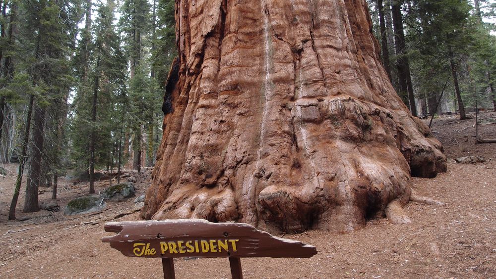 Discover The 10 Largest Living Sequoias Around Today