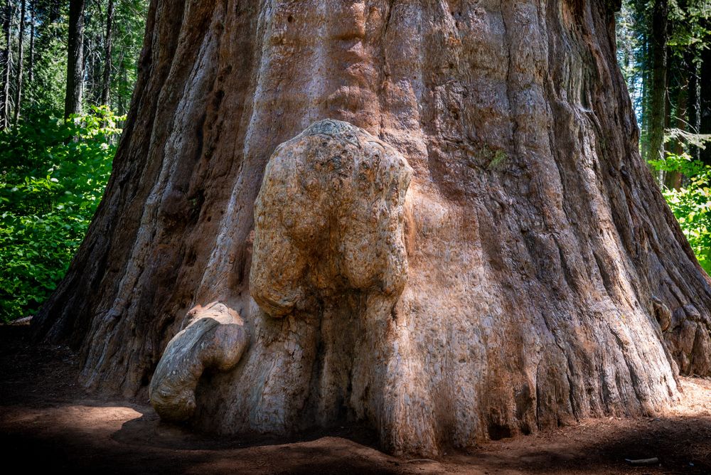 Discover The Remains Of The Largest Known Sequoia Trees Calaveras Big ...