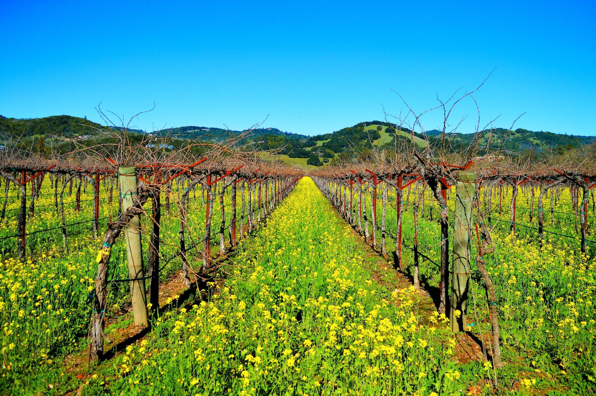 10 Things To Do in Sonoma County: Complete Guide To An Affordable Napa ...