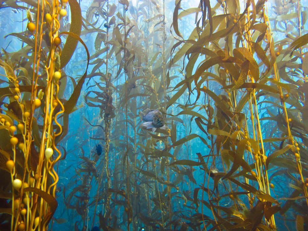 What To Know Of Diving Kelp Forests: The Magnificent Forests Of The Seas