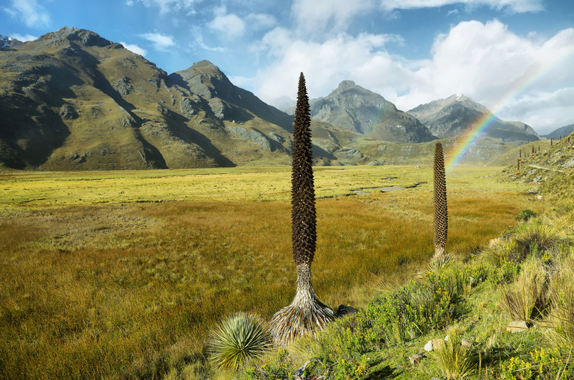 See Incredible 33-Foot Tall Flowers High Up The Andes Mountains Of Peru ...