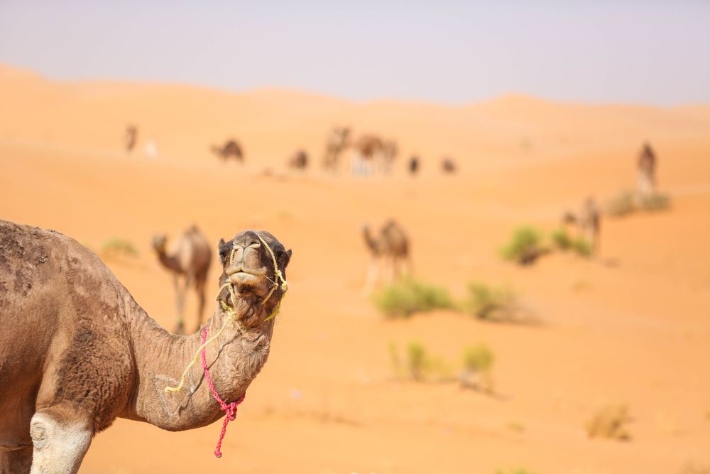 The Puzzling Ksar Draa Is A Lost Castle-Like Mystery Of The Sand Dunes ...