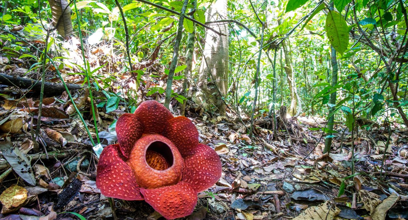 See The Largest Flowers On Earth: The Giant Padma & The Famed Stinking ...