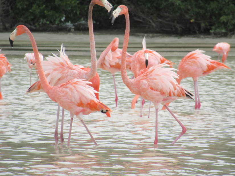 Witness Thousands Of Flamingos & More At This Underrated Beach Town In ...