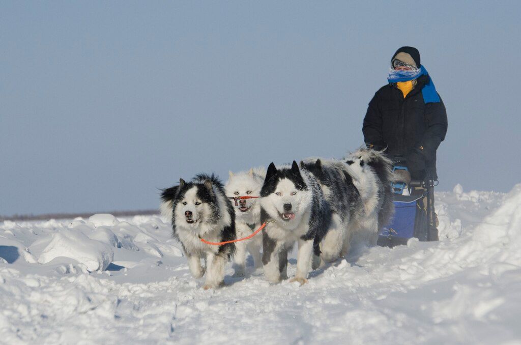14 Awesome Dog Sledding Trips In The US